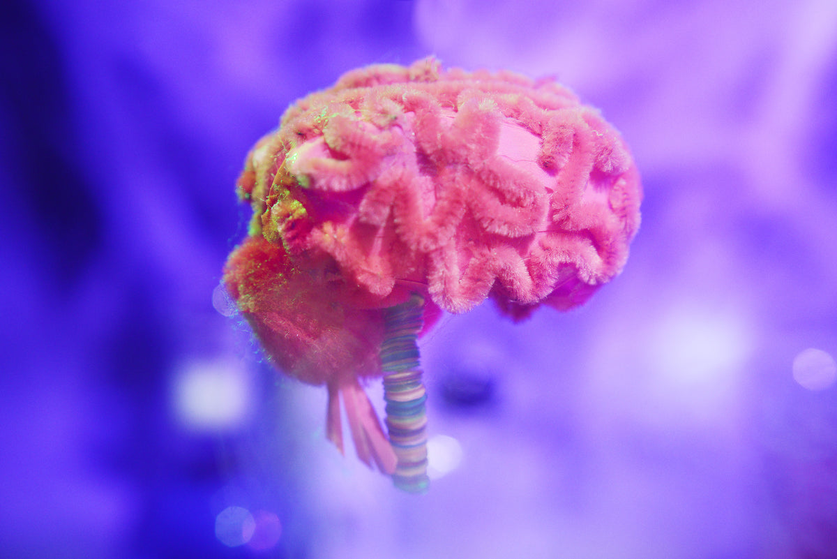 Brains!!! – Kid Made Modern