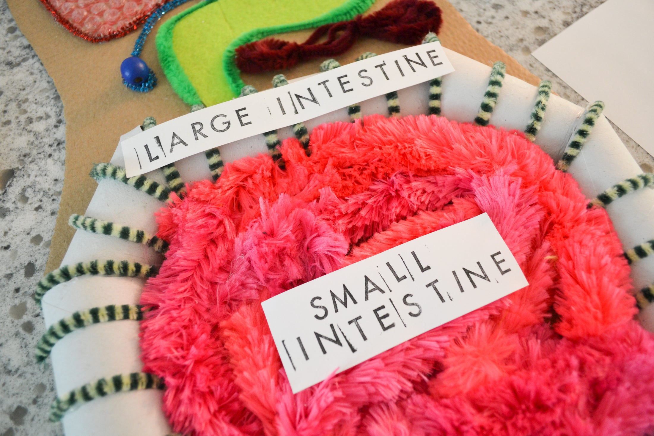 Learn How the Digestive System Works – Kid Made Modern